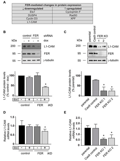 Cancers | Free Full-Text | Targeting FER Kinase Inhibits Melanoma ...