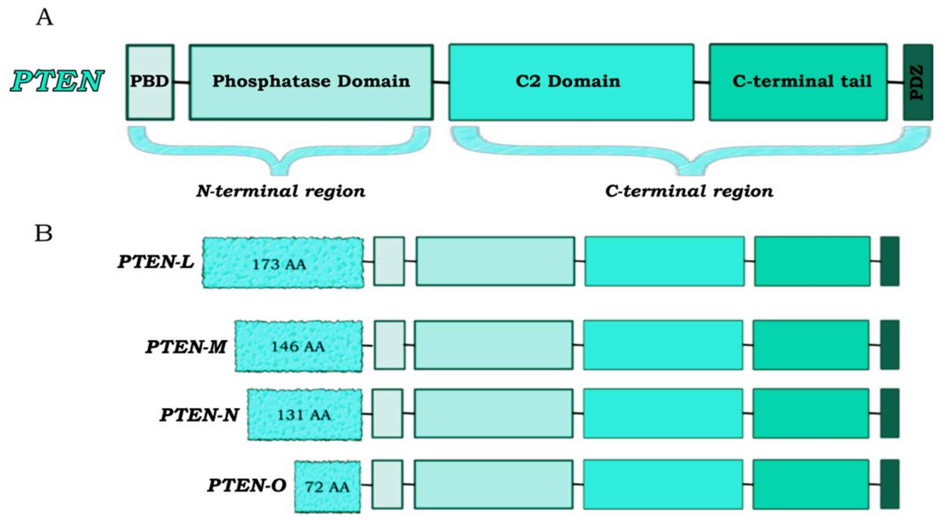 PTEN as a Prognostic/Predictive Biomarker in Cancer: An Unfulfilled ...