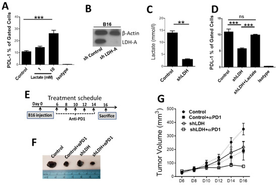 Cancers | Free Full-Text | Blockade of Lactate Dehydrogenase-A (LDH-A ...