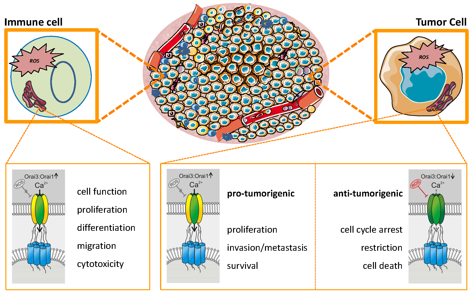 Cancers | Free Full-Text | STIM-Orai Channels and Reactive Oxygen ...
