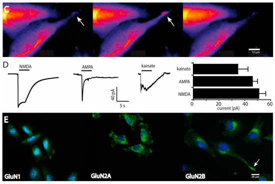 Cancers | Free Full-Text | NMDA Receptor-Mediated Signaling Pathways ...