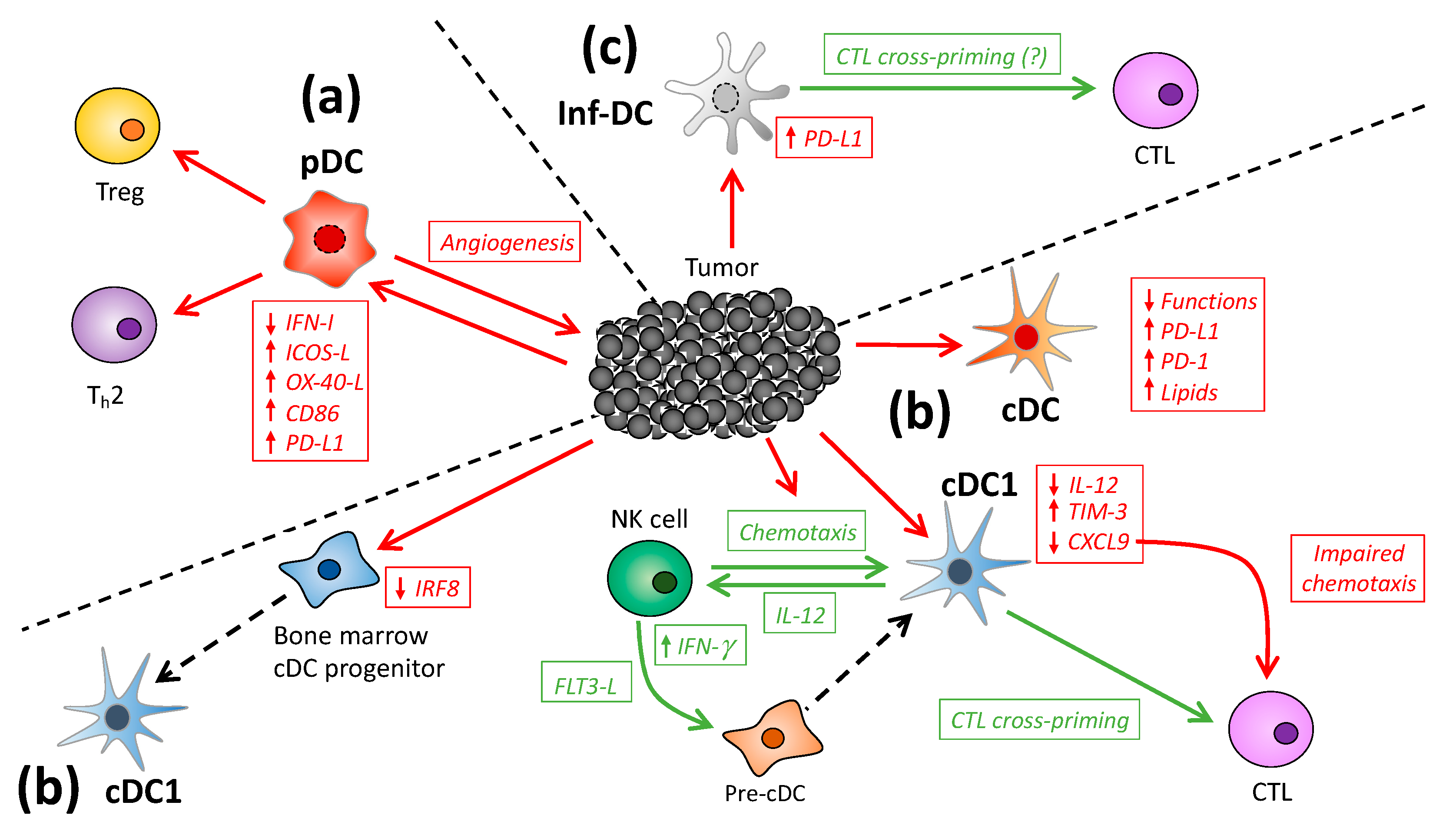 Cancers Free Full Text Dendritic Cells And Cancer From Biology To