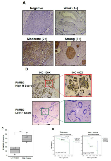 Proteasome 26S Subunit, non-ATPase 3 (PSMD3) Regulates Breast Cancer by ...
