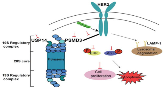 Proteasome 26S Subunit, non-ATPase 3 (PSMD3) Regulates Breast Cancer by ...