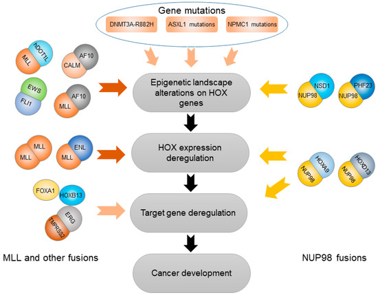 The Role of HOX Transcription Factors in Cancer Predisposition and ...
