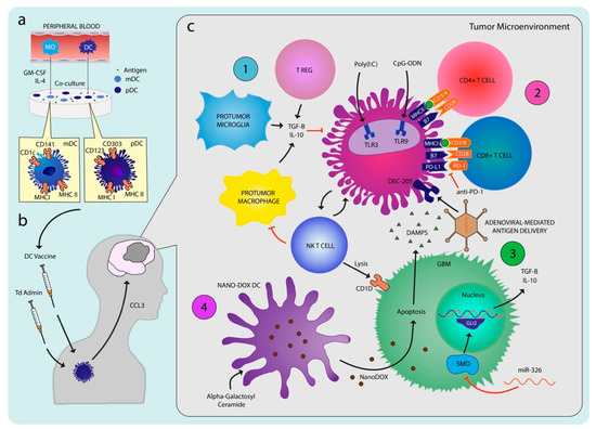 Cancers Free Full Text A Characterization Of Dendritic Cells And