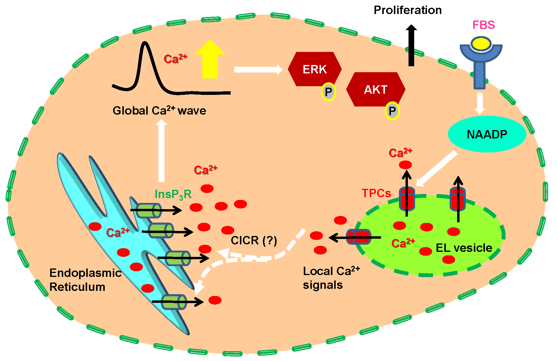 Cancers | Free Full-Text | Nicotinic Acid Adenine Dinucleotide ...