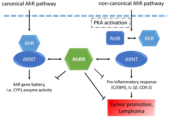 Cancers | Free Full-Text | A Protective Role of Aryl Hydrocarbon ...