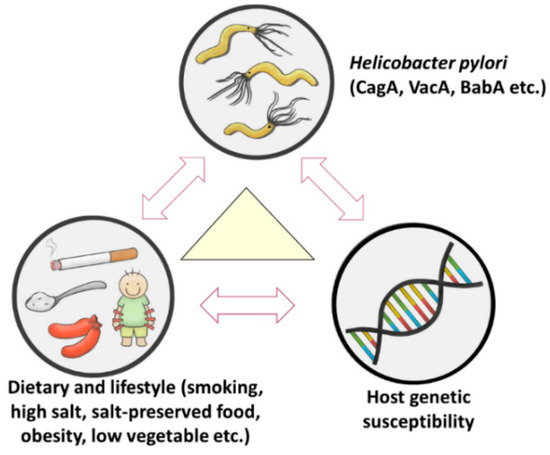 Efficacy and Long-Term Safety of H. pylori Eradication for Gastric ...