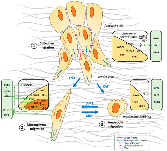 Cancers | Free Full-Text | Emerging Roles of the Endoplasmic Reticulum ...