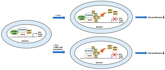 Cancers | Free Full-Text | YC-1 Antagonizes Wnt/β-Catenin Signaling ...