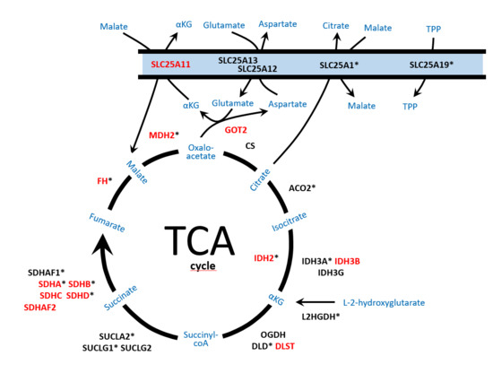 Cancers | Free Full-Text | Pheochromocytomas and Paragangliomas ...