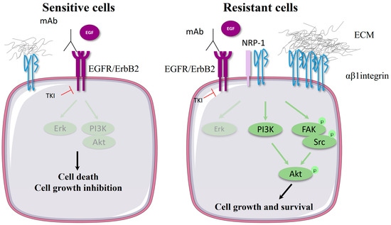 Role of Integrins in Resistance to Therapies Targeting Growth Factor ...