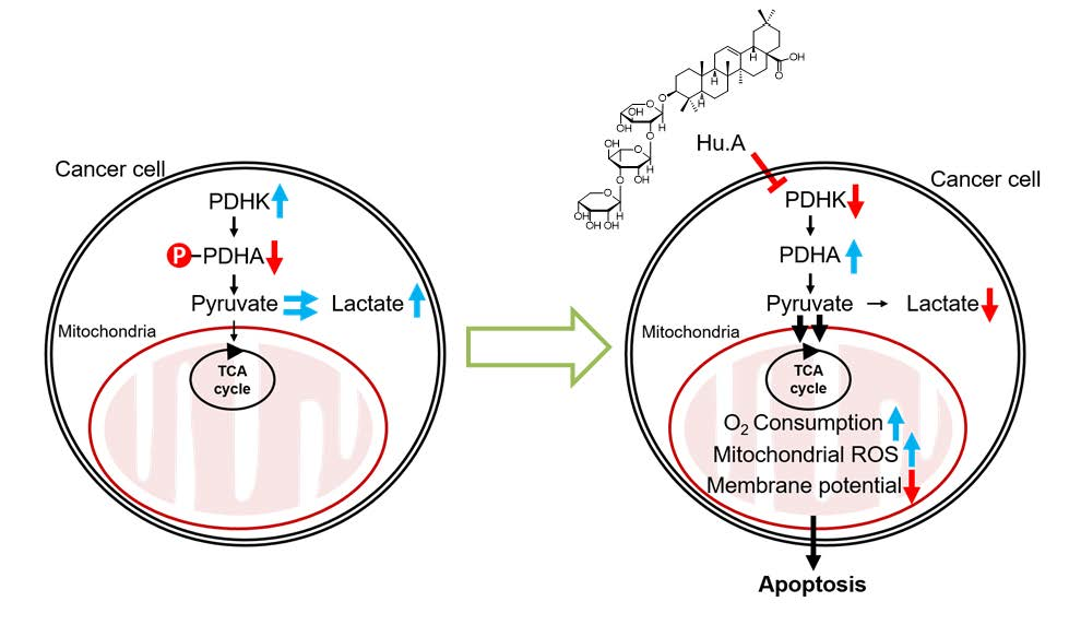 Cancers | Free Full-Text | Huzhangoside A Suppresses Tumor Growth ...