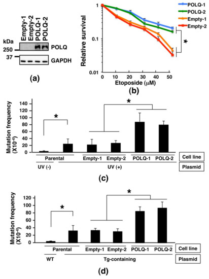 POLQ Overexpression Is Associated with an Increased Somatic Mutation ...
