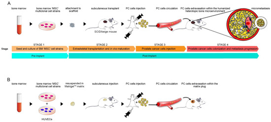 Human Sinusoidal Subendothelial Cells Regulate Homing and Invasion of ...