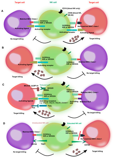 Cancers | Free Full-Text | Natural Killer Cells as Allogeneic Effectors in Adoptive Cancer ...