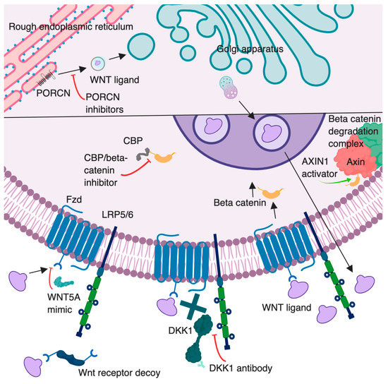 A Review of the Role of Wnt in Cancer Immunomodulation