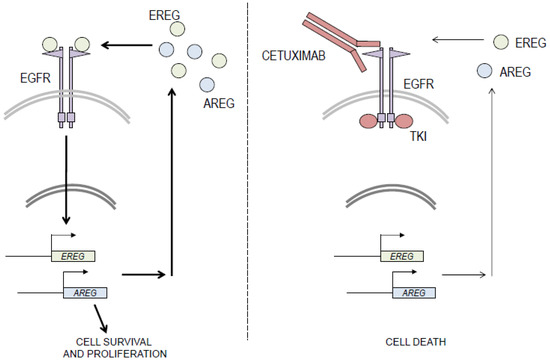 Preferential Response of Basal-Like Head and Neck Squamous Cell ...