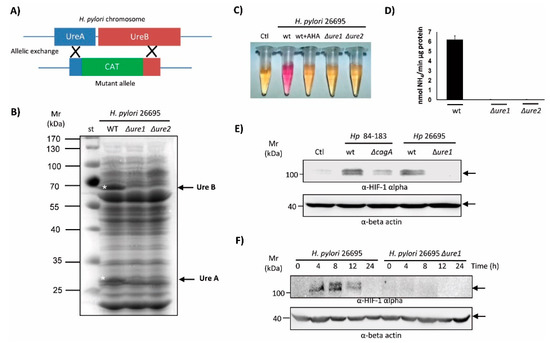 The Helicobacter pylori Urease Virulence Factor Is Required for the ...