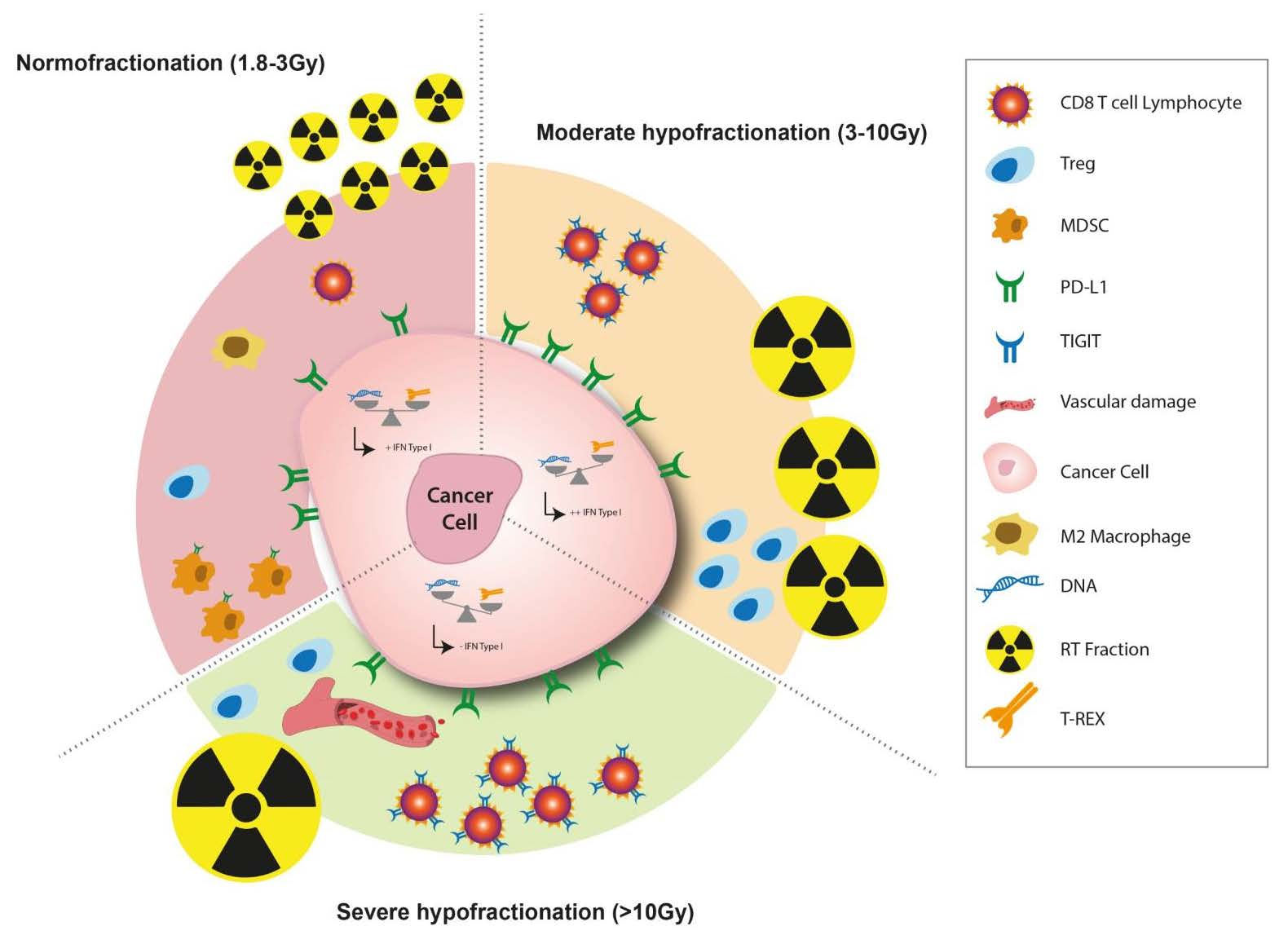 Cancers | Free Full-Text | The 6th R of Radiobiology: Reactivation of ...