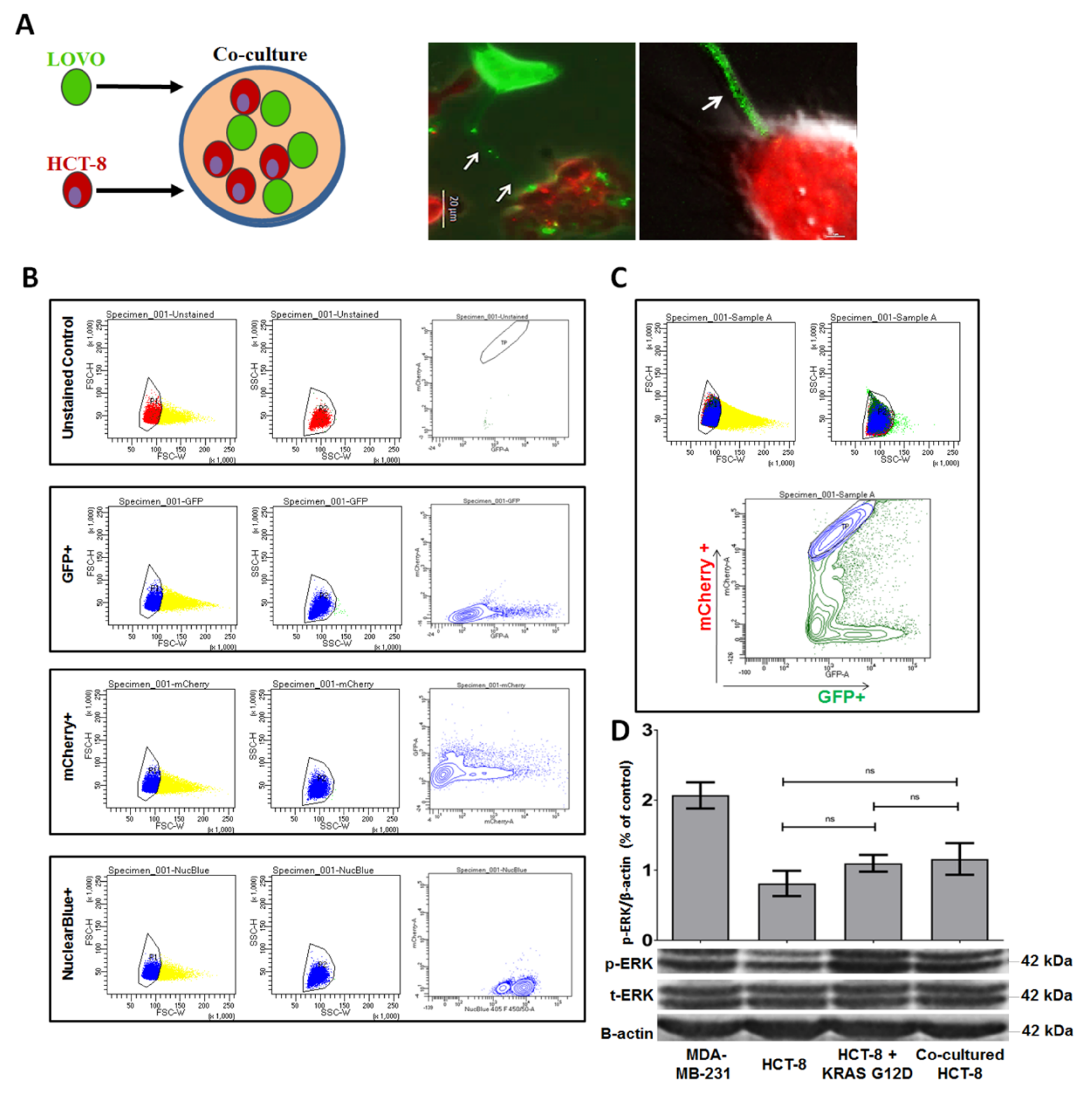 Intercellular Transfer of Oncogenic KRAS via Tunneling Nanotubes ...
