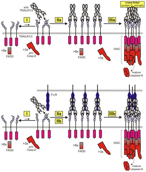 Molecular Mode of Action of TRAIL Receptor Agonists—Common Principles ...