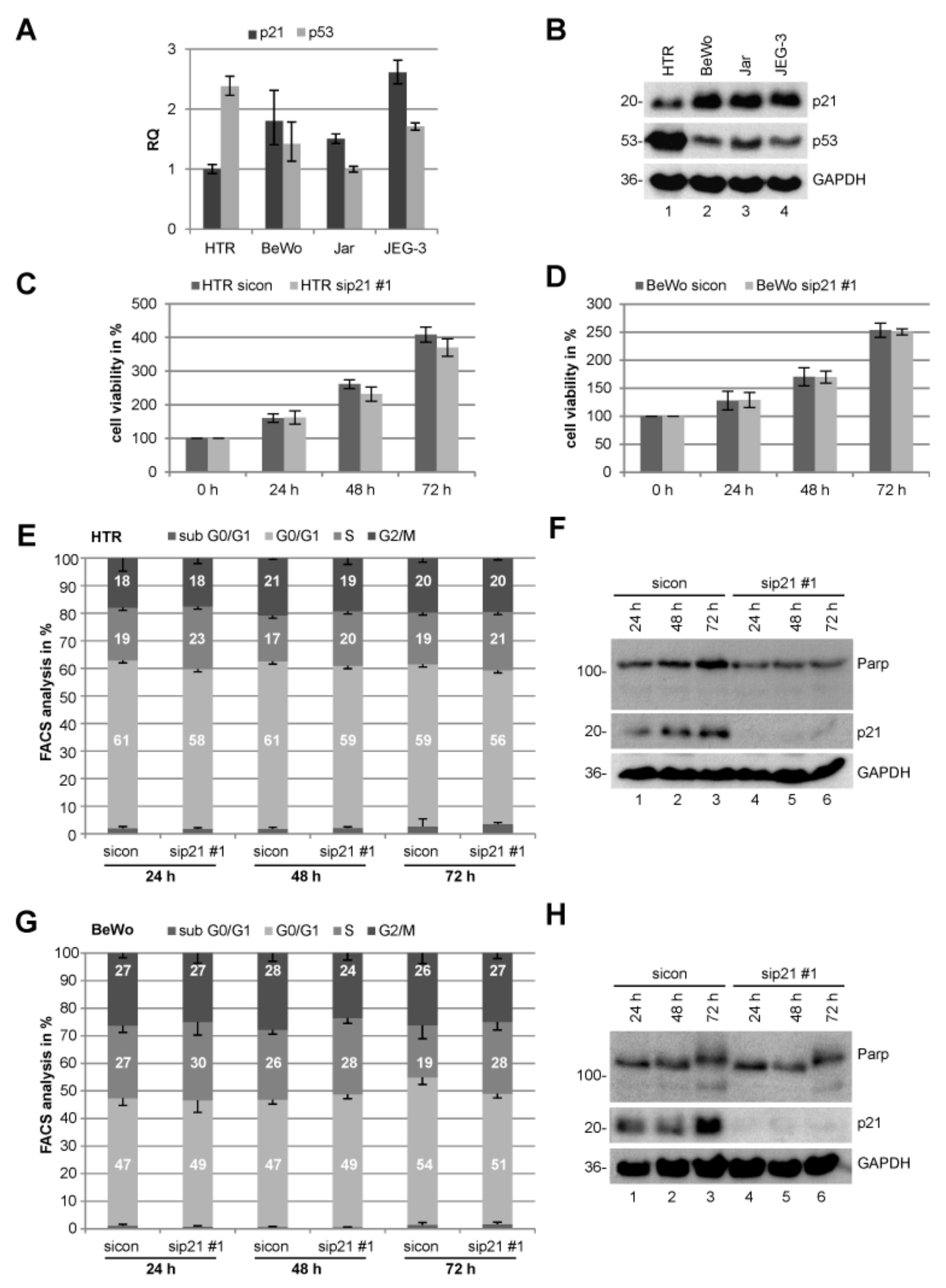 Function of p21 (Cip1/Waf1/CDKN1A) in Migration and Invasion of Cancer ...