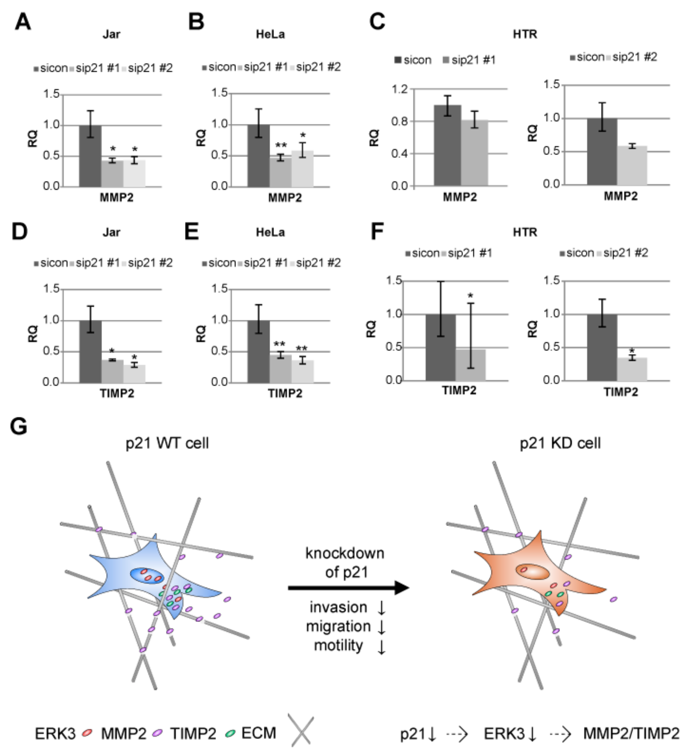 Function of p21 (Cip1/Waf1/CDKN1A) in Migration and Invasion of Cancer ...
