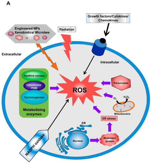 Impact of ROS Generated by Chemical, Physical, and Plasma Techniques on ...