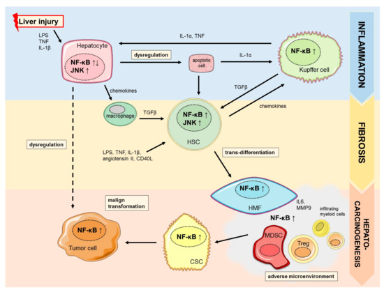Context-Dependent Role of NF-κB Signaling in Primary Liver Cancer—from ...