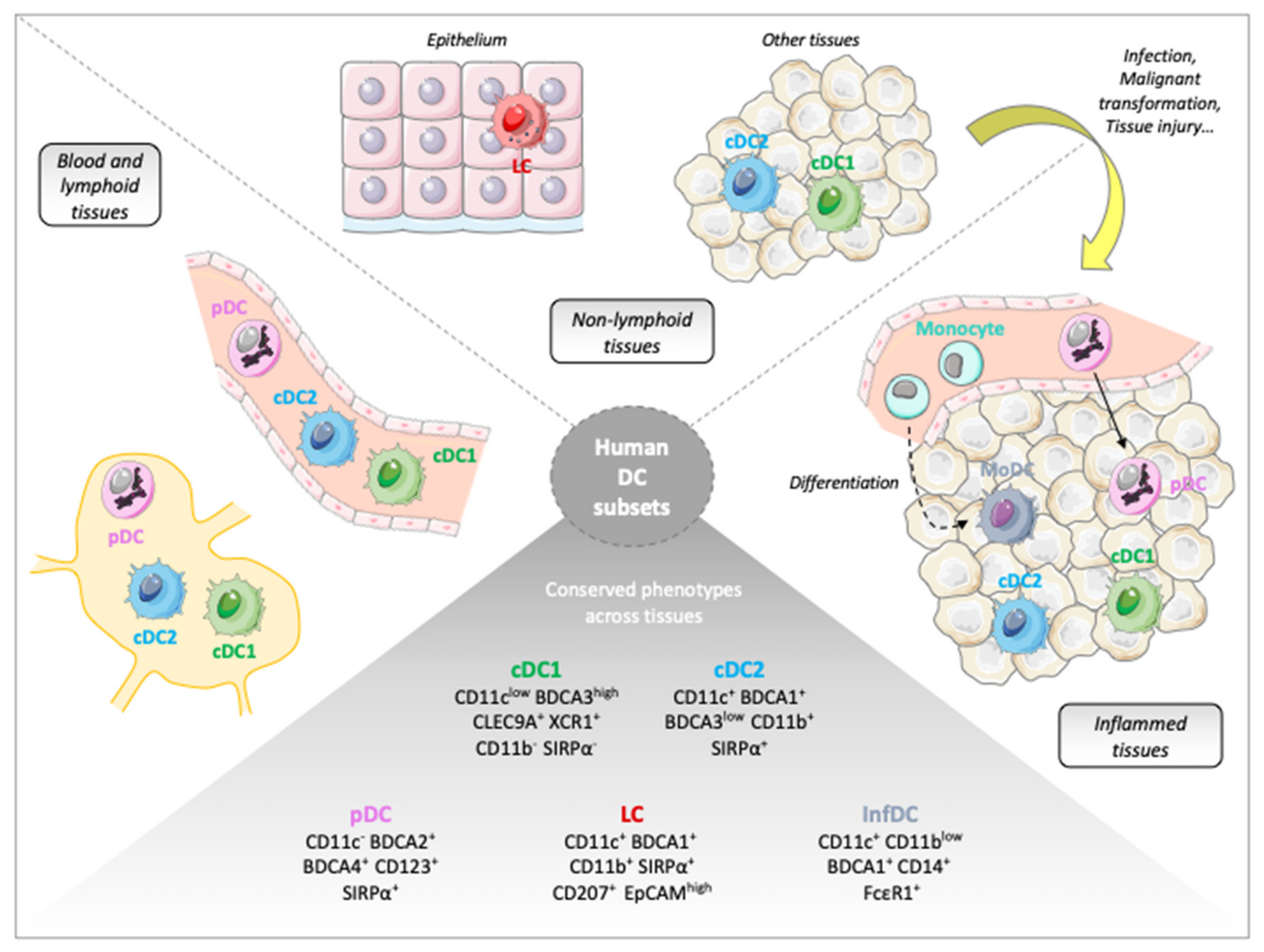 Cancers Free Full Text Human Tumor Infiltrating Dendritic Cells