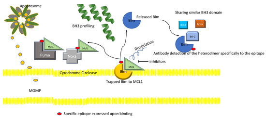 Cancers | Free Full-Text | Novel Apoptosis-Inducing Agents for the ...
