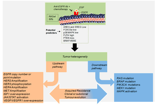 Immune Resistance and EGFR Antagonists in Colorectal Cancer