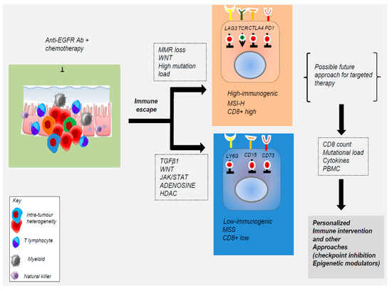 Immune Resistance and EGFR Antagonists in Colorectal Cancer