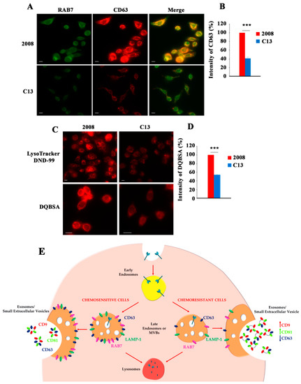 Role of the RAB7 Protein in Tumor Progression and Cisplatin Chemoresistance