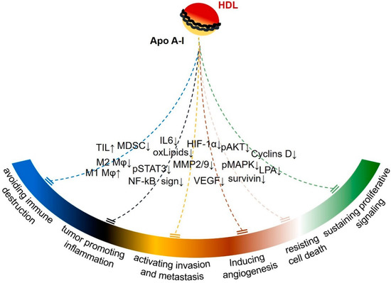 Apolipoprotein A-I (ApoA-I), Immunity, Inflammation and Cancer