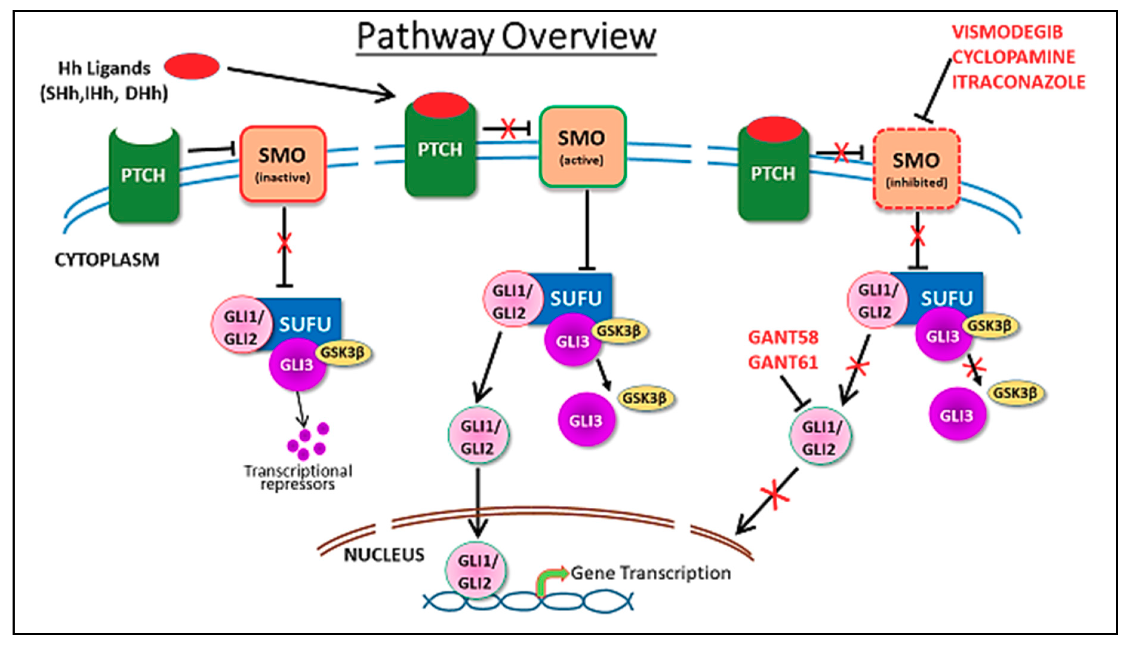 Hh Signaling Pathway Hh Signaling Pathway