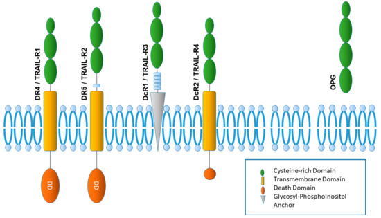 Interactions of Tumor Necrosis Factor–Related Apoptosis-Inducing Ligand ...
