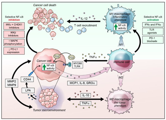 NF-κB Signaling in Ovarian Cancer