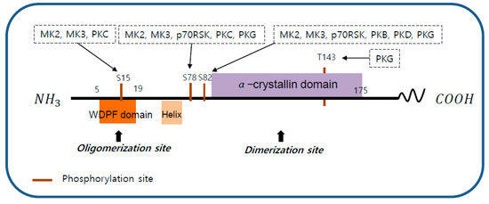 Targeting Heat Shock Protein 27 in Cancer: A Druggable Target for ...