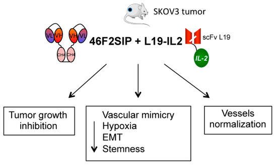Cancers | Free Full-Text | L19-IL2 Immunocytokine in Combination with ...