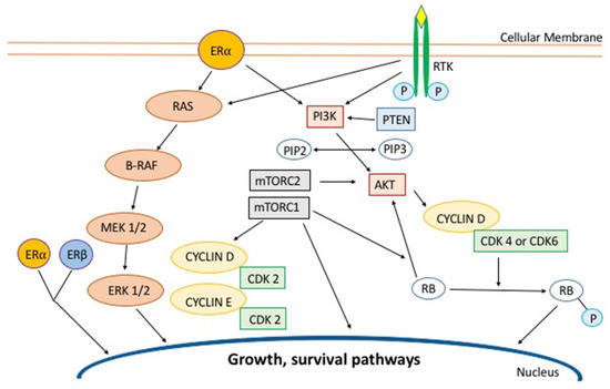 Cancers | Free Full-Text | The PI3K/AKT/mTOR and CDK4/6 Pathways in Endocrine Resistant HR+/HER2 ...