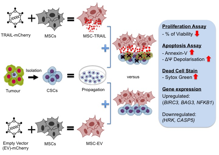 Cancers Free Full Text Targeting Of Cd133 Cancer Stem Cells By
