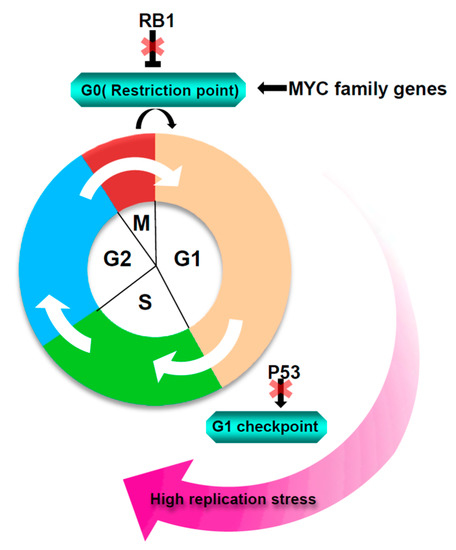 Targeting DNA Replication Stress and DNA Double-Strand Break Repair for ...