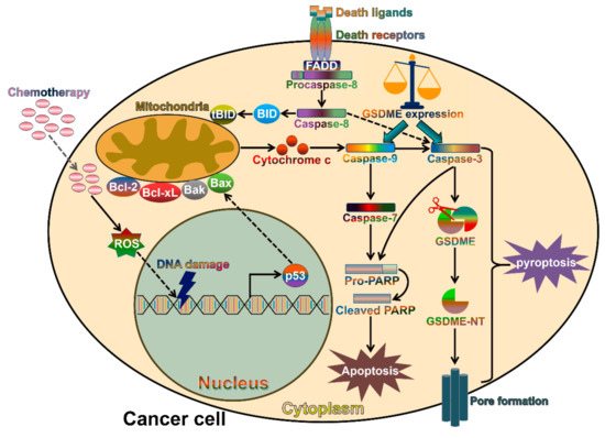 The Multifaceted Roles of Pyroptotic Cell Death Pathways in Cancer
