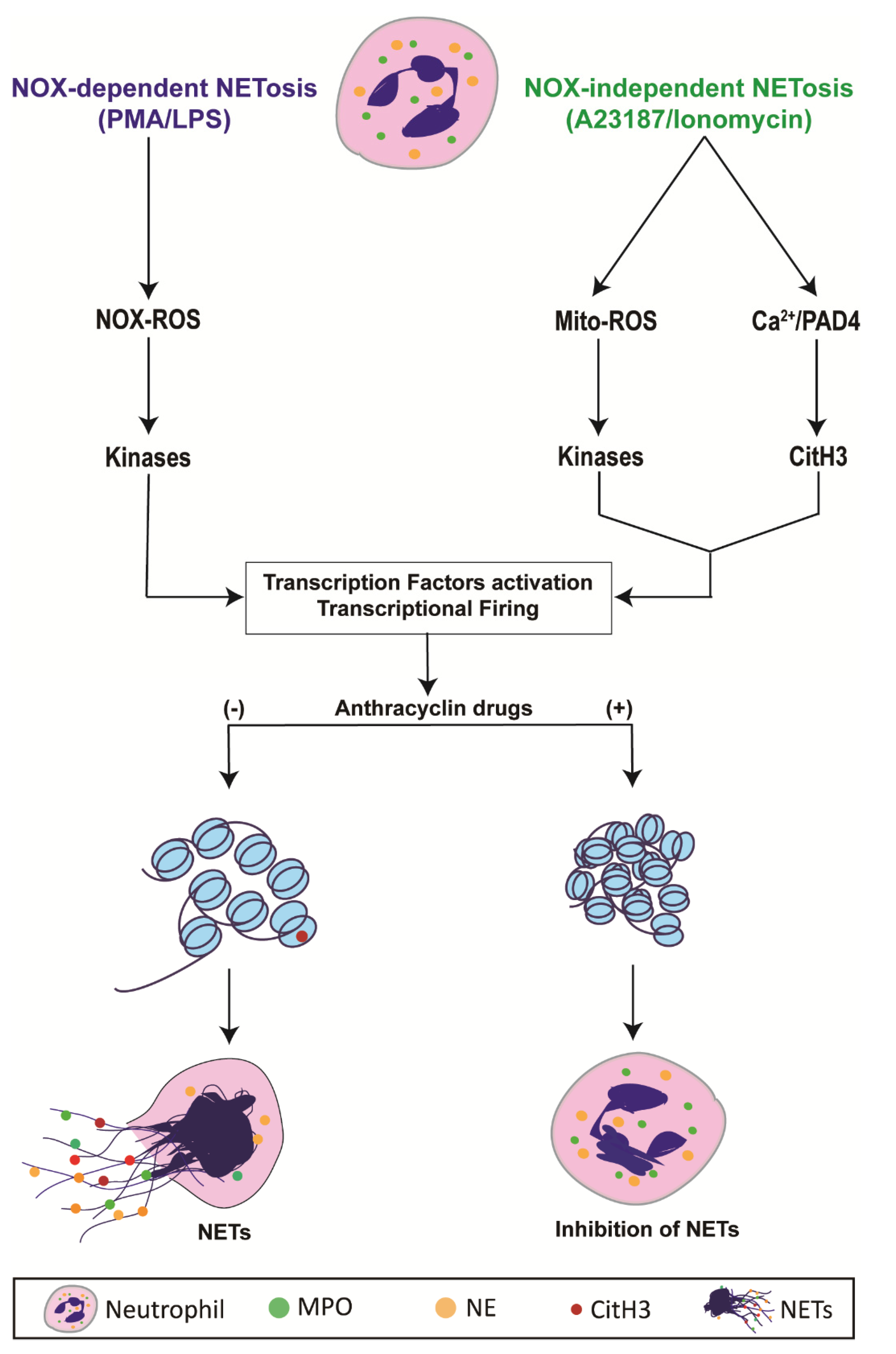 Anthracyclines Suppress Both NADPH Oxidase- Dependent and -Independent ...