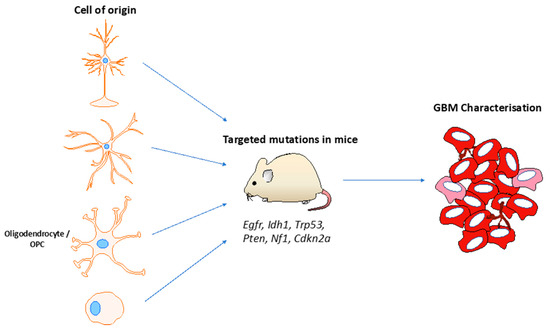 Cancers | Free Full-Text | Genetically Engineered Mouse Models of ...