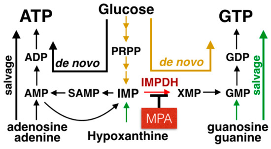 Anti-Tumor Potential of IMP Dehydrogenase Inhibitors: A Century-Long Story