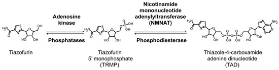 Anti-Tumor Potential of IMP Dehydrogenase Inhibitors: A Century-Long Story